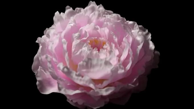 Do 3d flower animation, 3d flower design, flower design, plant, 3d ...