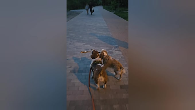 Create dog ugc video ads for your product by Karkachvr | Fiverr