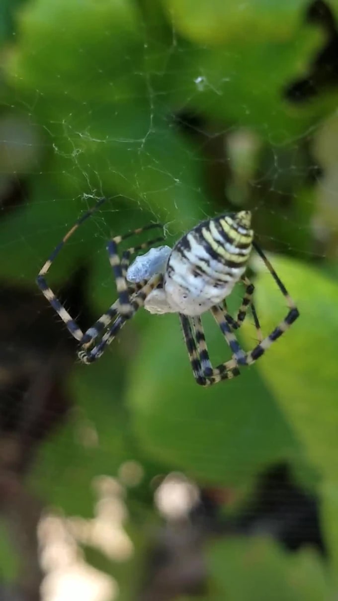 Sell you pictures i took of a garden spider rolling a insect by ...