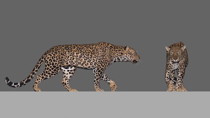 3d animal animation, 3d animal model, cgi animal animation, animal fur ...