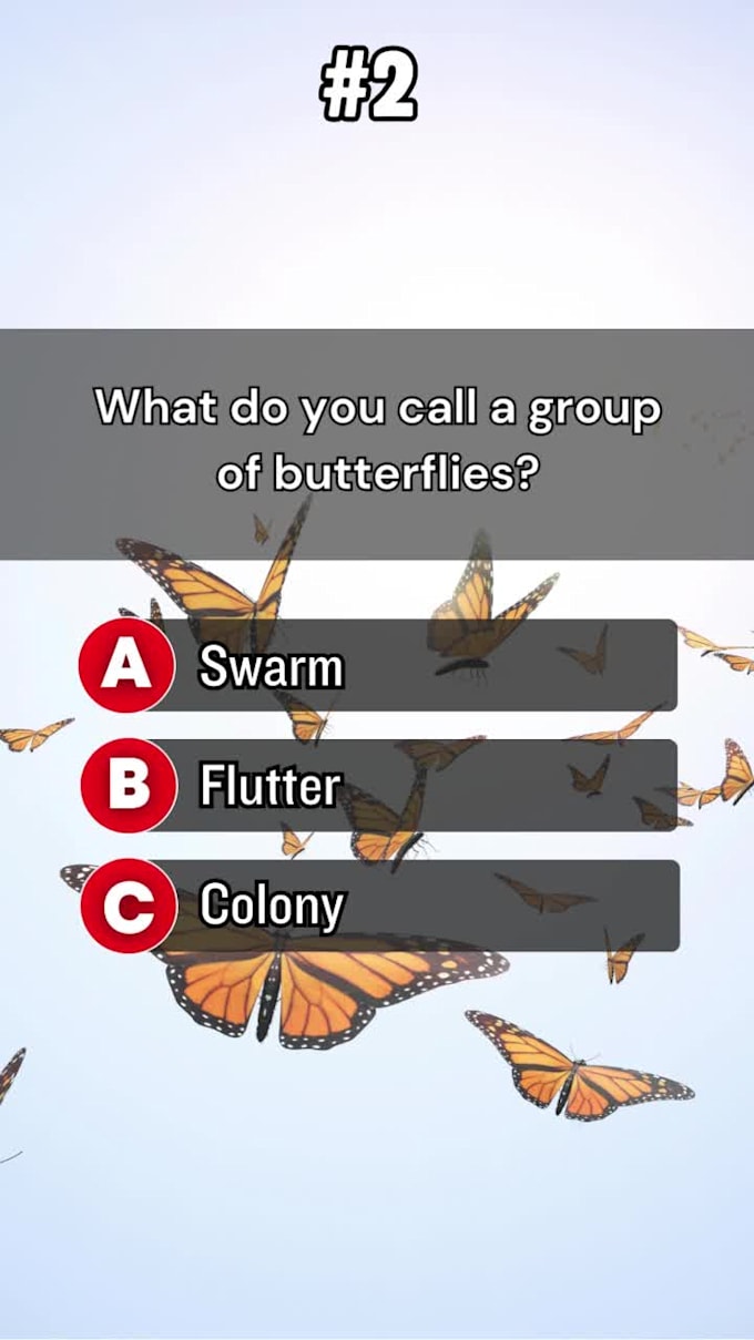 Create quiz videos for tiktok rewards program by Mudiaikpasa | Fiverr