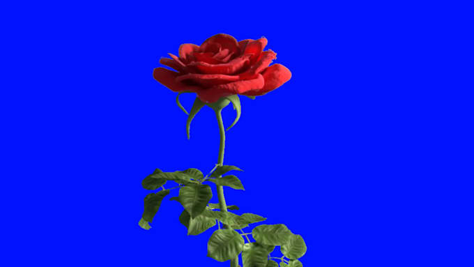 3d cgi flower animation, 3d flower model, 3d cgi plant, cgi product ...