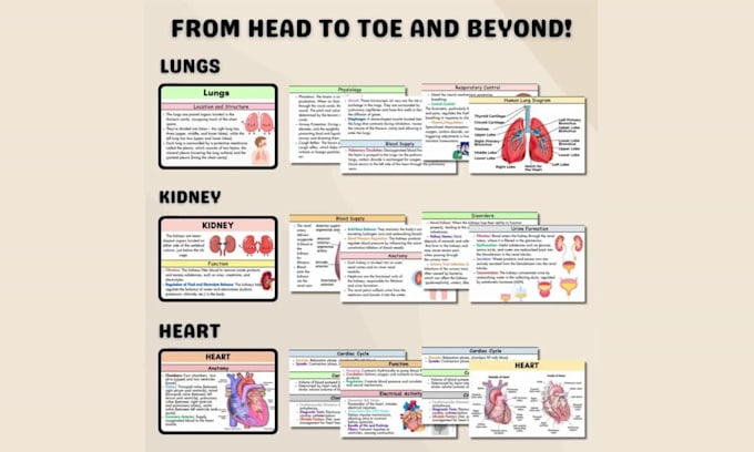 Design educational card, flashcard, anatomy, physiology cards with box ...