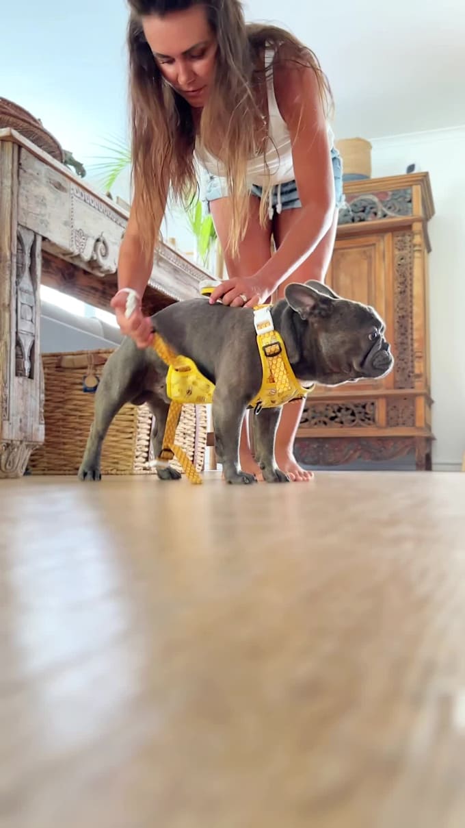 Create videos using dogs as models by Charissaandcow | Fiverr