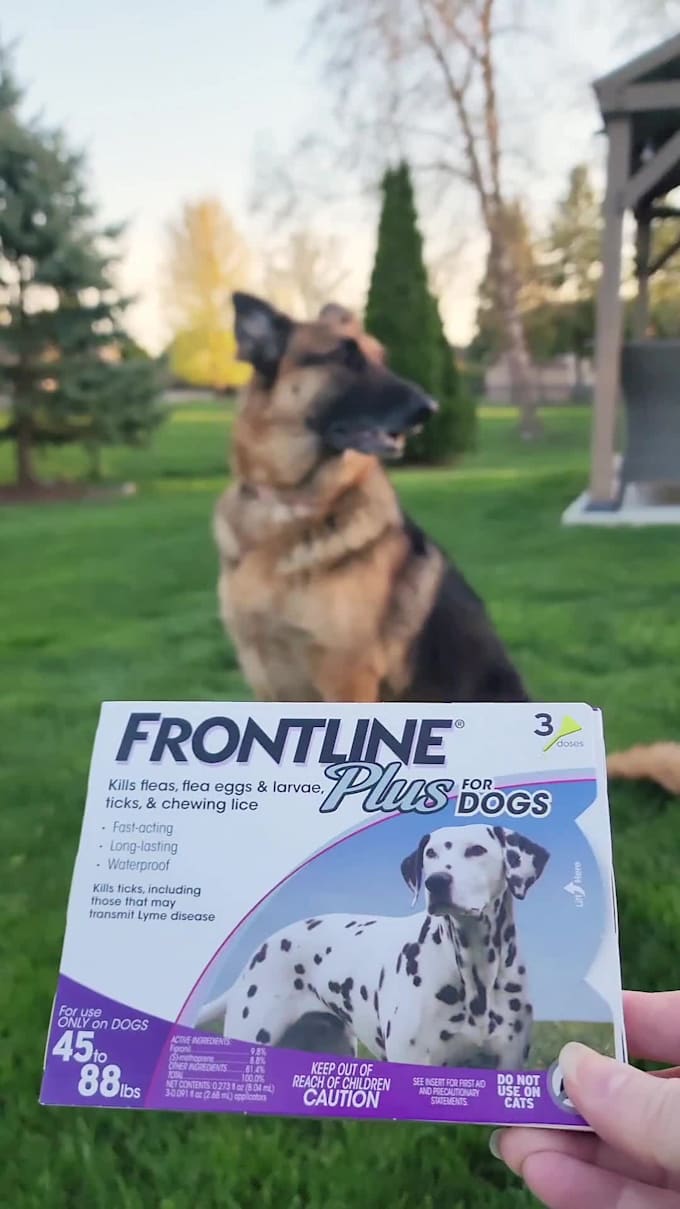 Create dog ugc videos for pet brands and products by V_gron | Fiverr