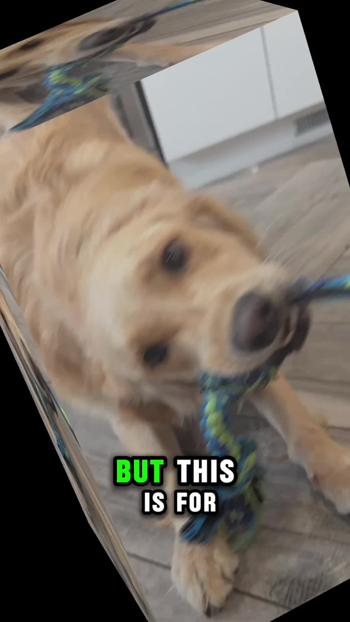 Create ugc dog content for tiktok or video ads social media by Jaredsm1 ...