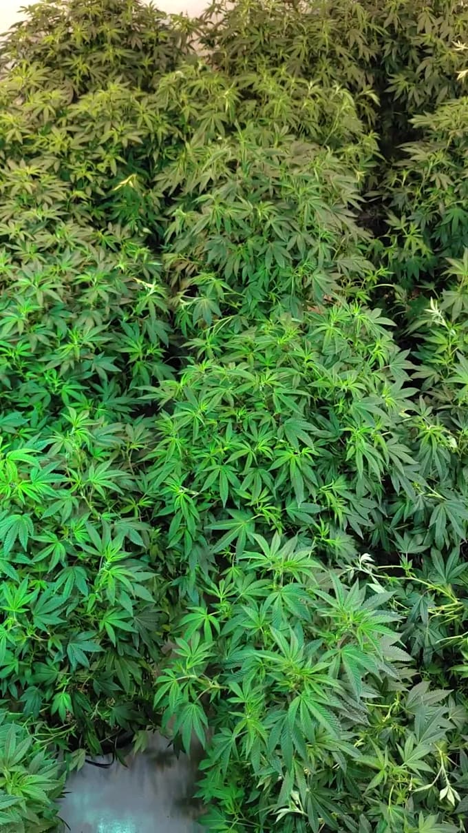 Master grower for your cannabis consultation by Blakefalardeau | Fiverr