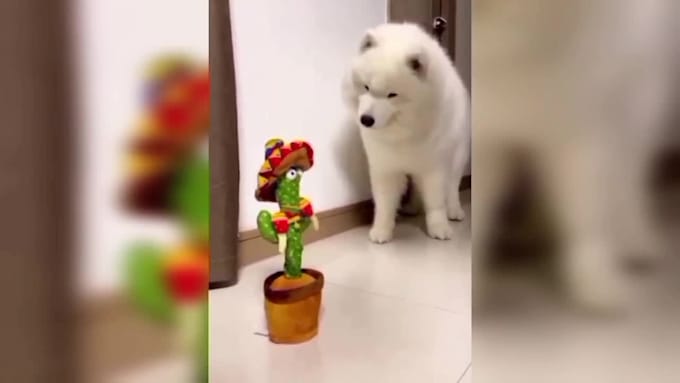Create funny animal compilation for youtube and fb by Zaibaseoexpert ...