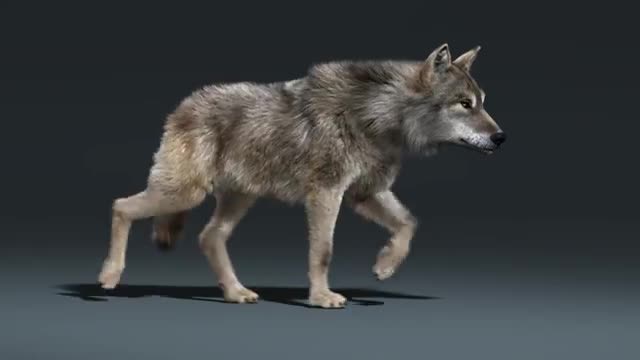Create 3d animal animation, cgi animal animation, animal fur, 3d animal ...