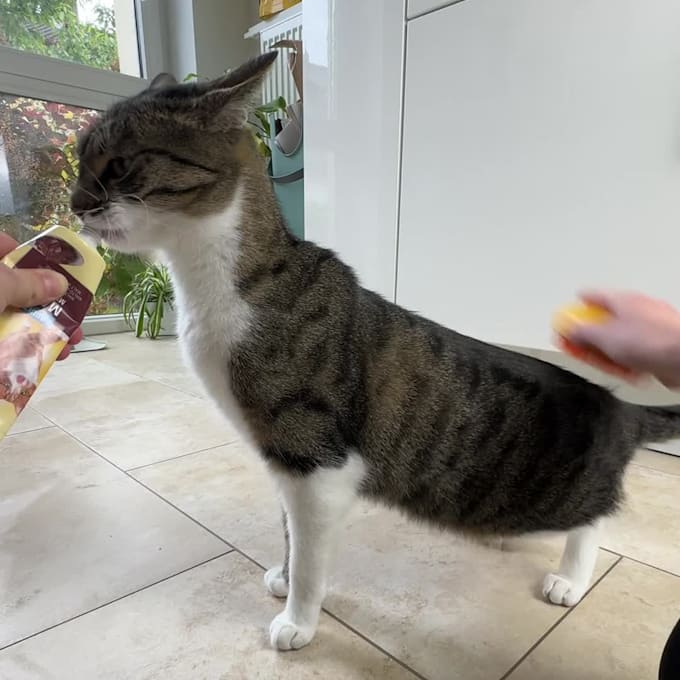 Be your cat model for ugc video, photos and ads by Fv_production | Fiverr