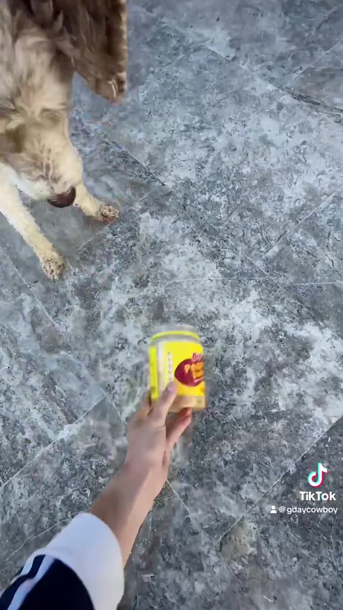 Create ugc dog content for tiktok, video, social by Katieoctopus | Fiverr