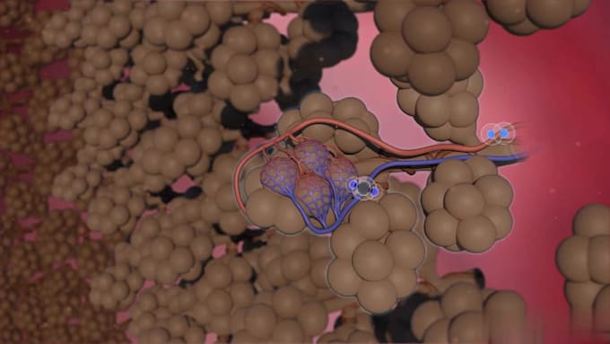 Do 3d medical animation surgery anatomy medical animation by ...