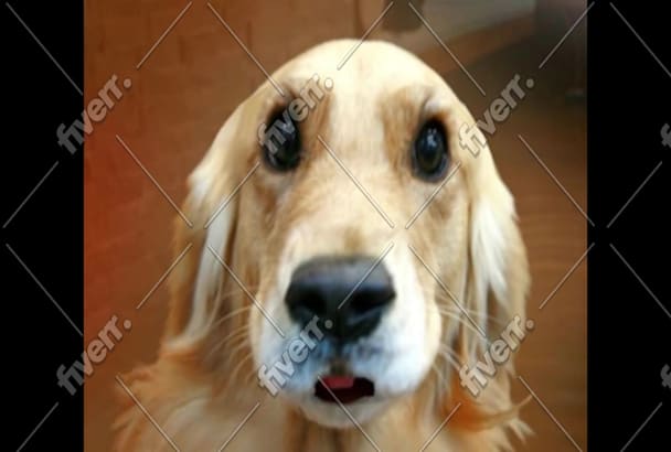 Make a hd video animation of henry the talking dog in 2 days by Drmayo ...